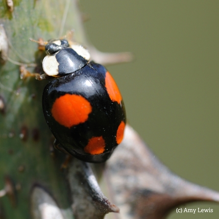 Lovely Ladybirds | Avon Wildlife Trust